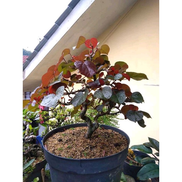 Jual Bahan bonsai waru merah super red | Shopee Indonesia