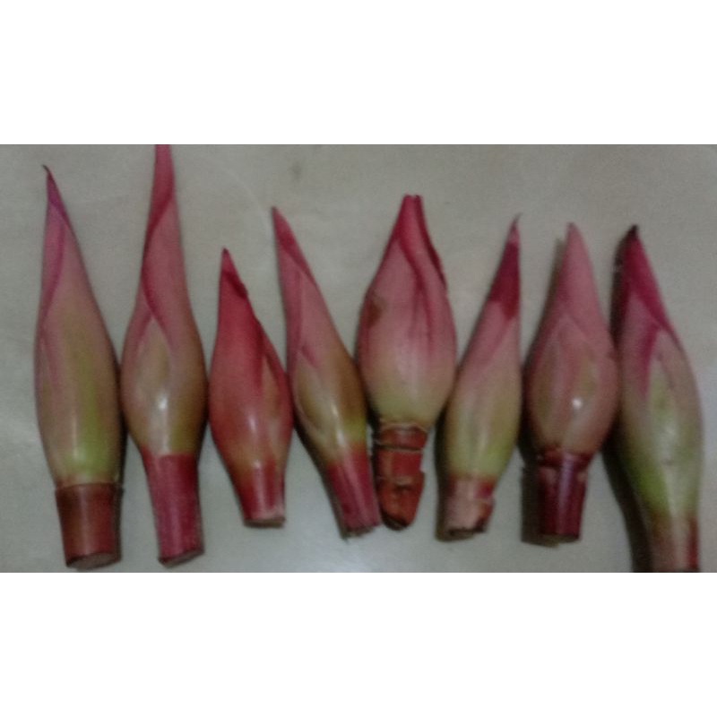 Jual Kecombrang/kicung/bunga rias 1 kg | Shopee Indonesia