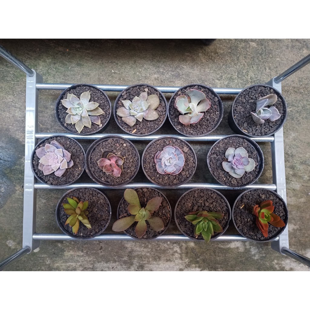 Jual sukulen mini echeveria haworthia random paket 20ribu | Shopee ...