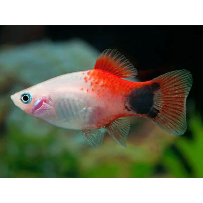 Mickey Mouse Molly Fish