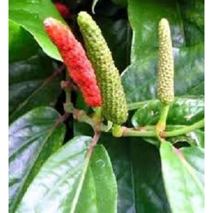 Jual Solor - Bibit Tanaman herbal cabai jawa / cabe jawa/ cabe jamu ...