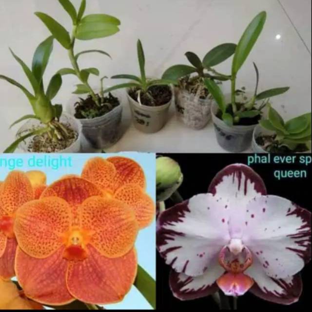 Jual Paket komplit super murah seedling anggrek berbagai jenis dan ...
