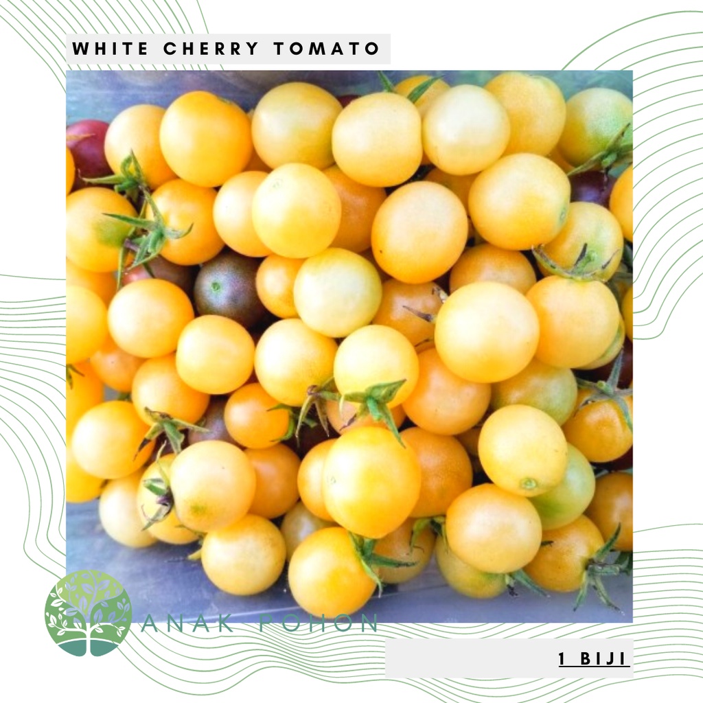 Jual Benih Bibit Biji - White Cherry Tomato Tomat Ceri Kuning Muda ...