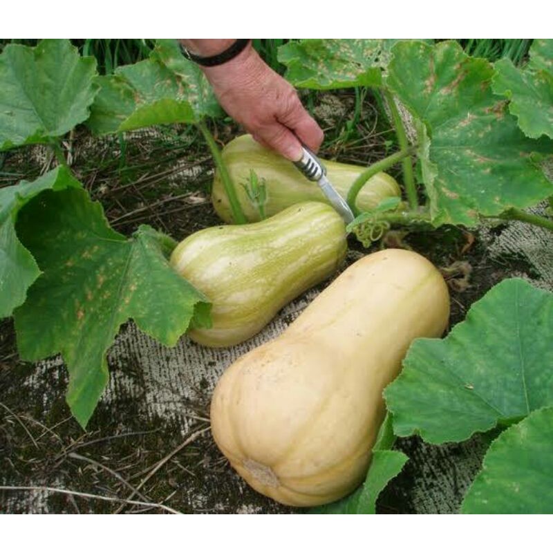 Jual PROMO HEBOH TERMURAH -- Isi 1000 Biji - Benih - Seed Labu Madu ...