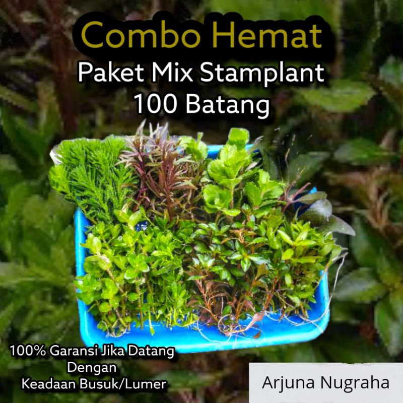 Jual Combo Hemat Paket Stamplant Mix 100 Batang Free Bonus (Paket ... Jual Combo Hemat Paket Stamplant Mix 100 Batang Free Bonus (Paket ...