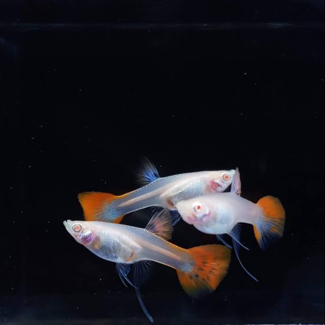 Jual Ikan hias guppy albino full red betina ribon | Shopee Indonesia