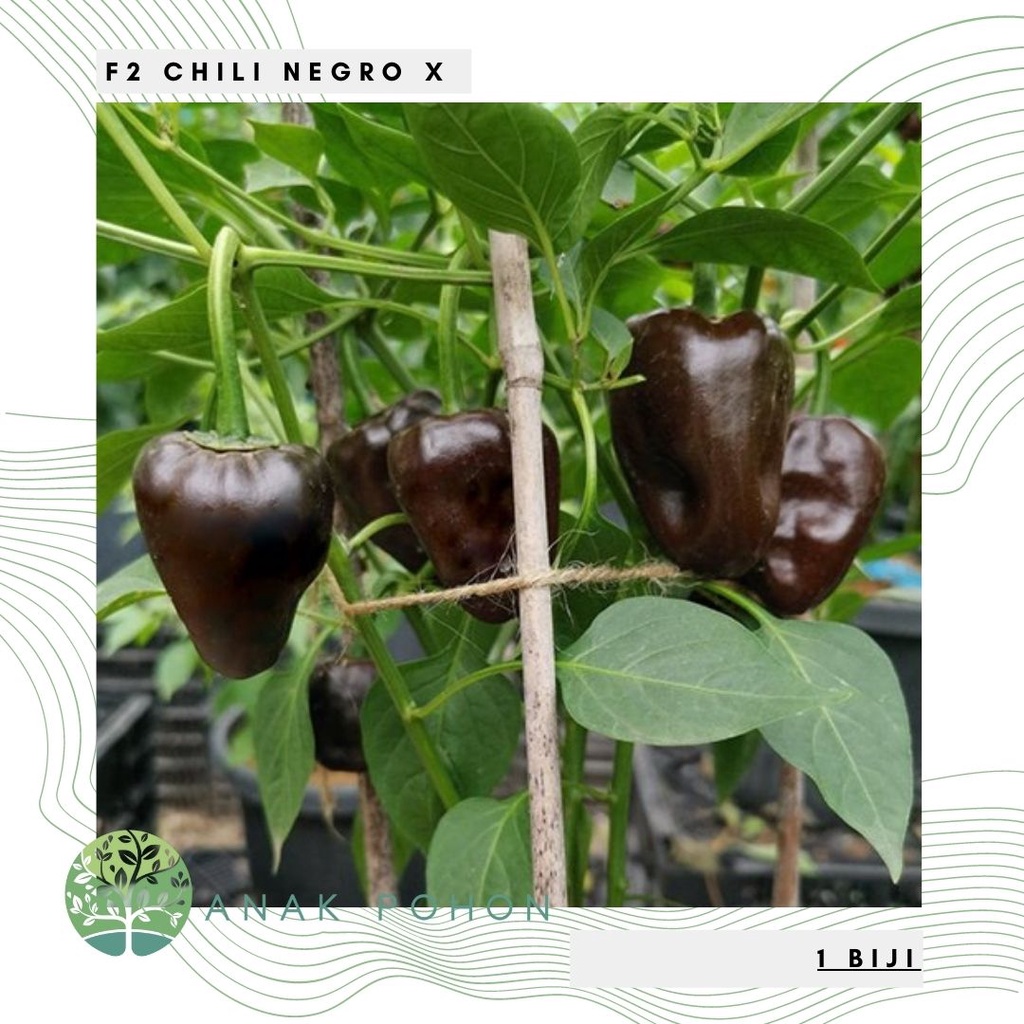 Jual Benih Bibit Biji - Cabai F2 Chili Negro X Pepper Seeds | Shopee ...