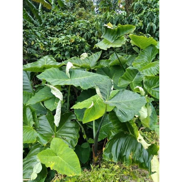 Jual daun talas beneng 500 gram segar | Shopee Indonesia