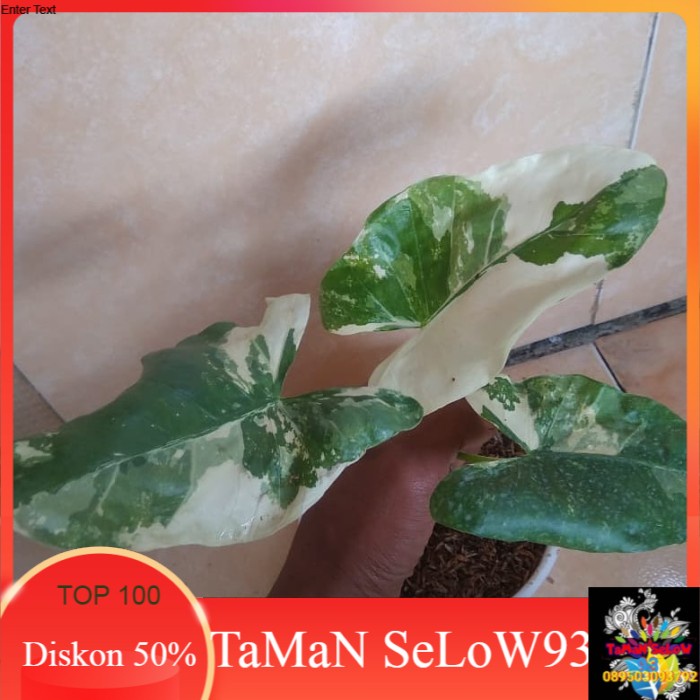 Jual tanaman hias sente varigata - pohon sente varigata | Shopee Indonesia