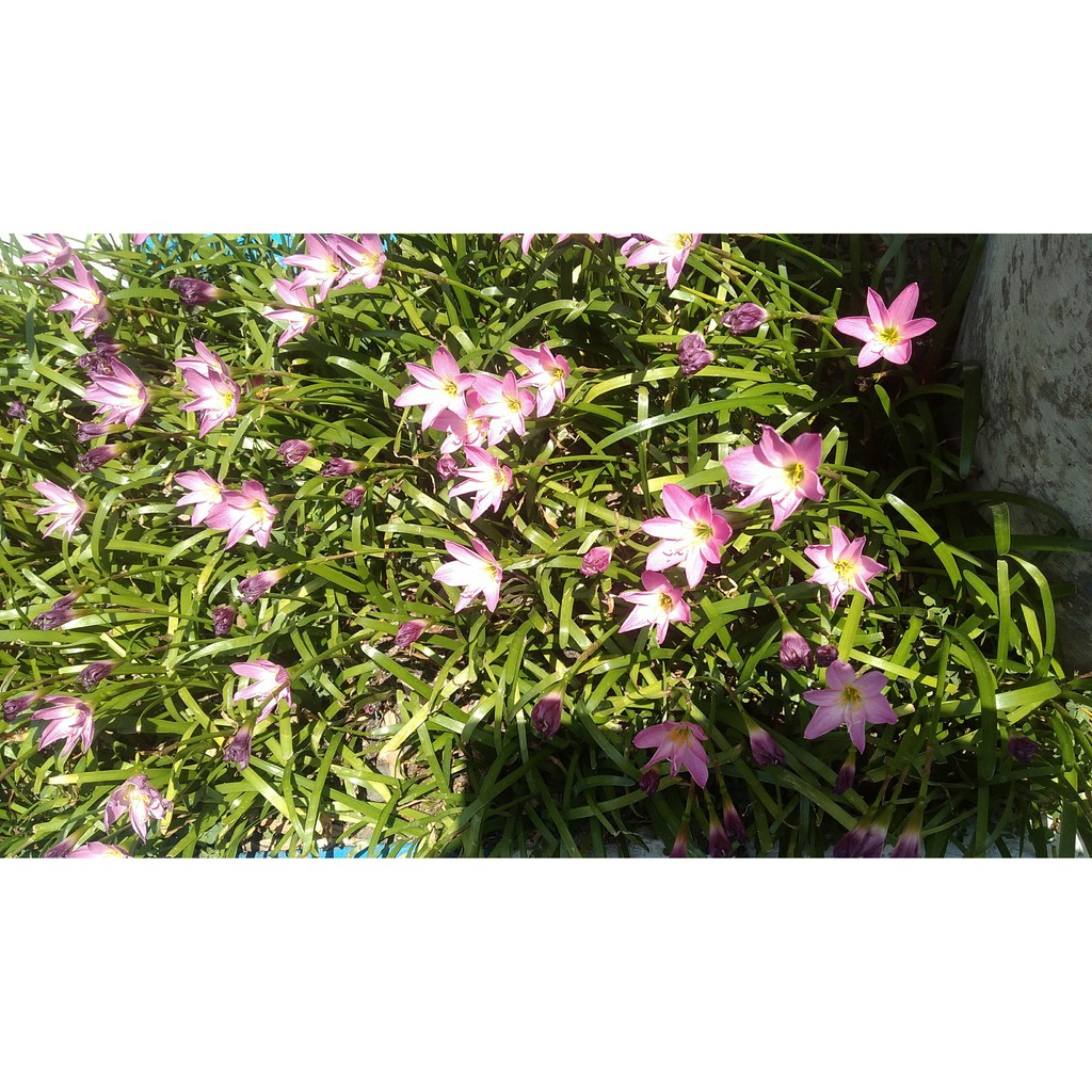 Jual TANAMAN HIAS PORTULAKA~BUNGA RUMPUT HIAS~Portulaca grandiflora ...