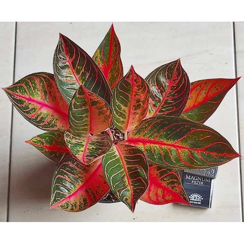 Jual bibit Bunga Aglonema red sumatra mutasi | Shopee Indonesia