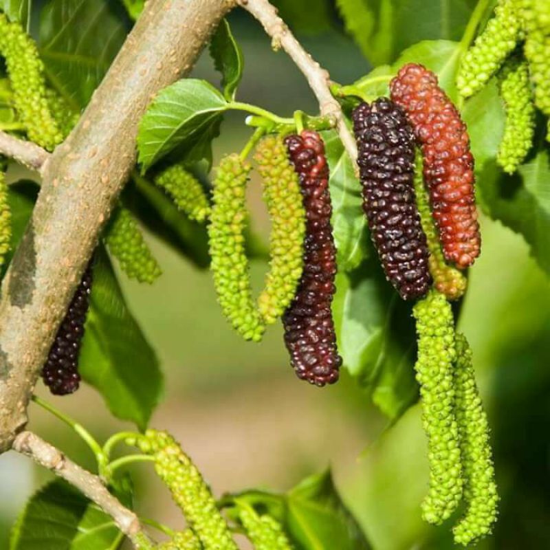 Jual bibit buah long murbei_tanaman pohon buah murbei panjang | Shopee ...