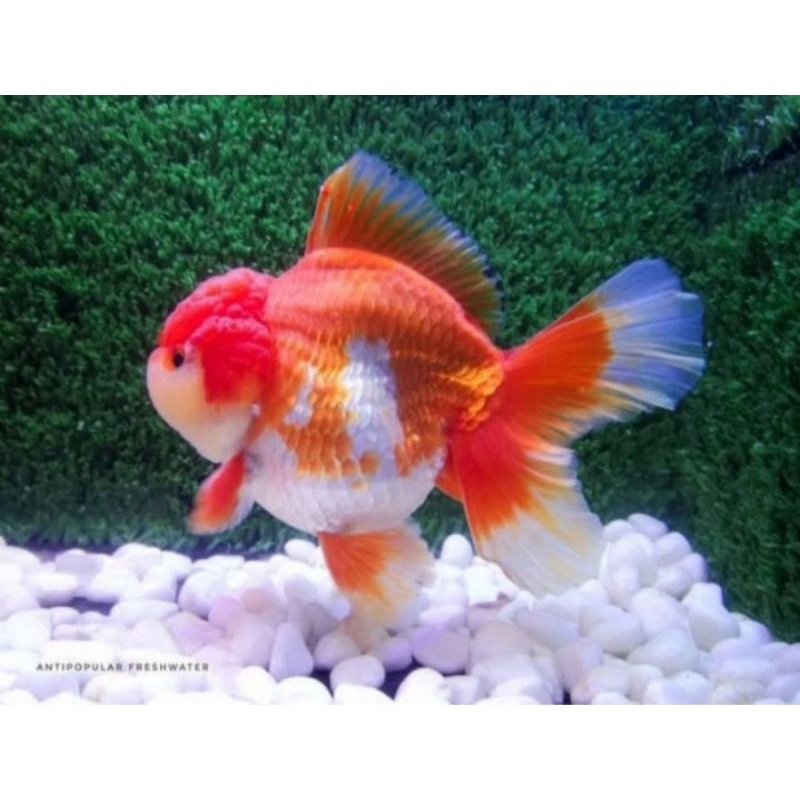 Jual Ikan Hias Goldfish Mas Koki Oranda Jambul Jumbo XXL Aquarium ...