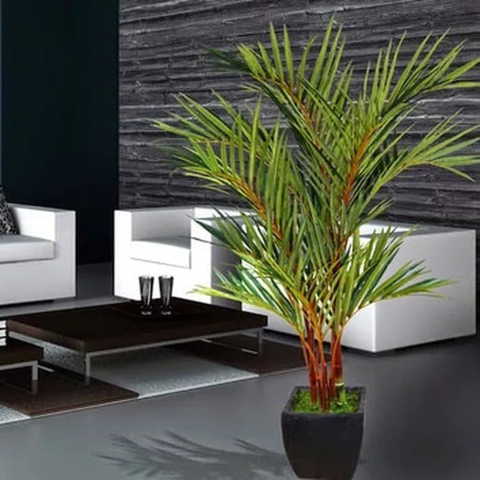 Jual pohon palem merah tinggi 1 meter Rimbun - tanaman indoor outdoor ...