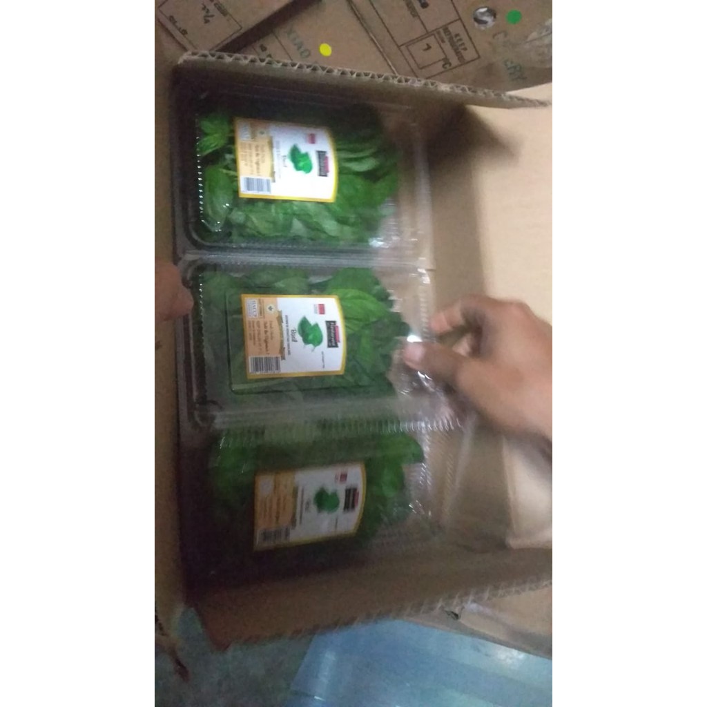 Jual Daun Basil Fresh Harvest | Shopee Indonesia