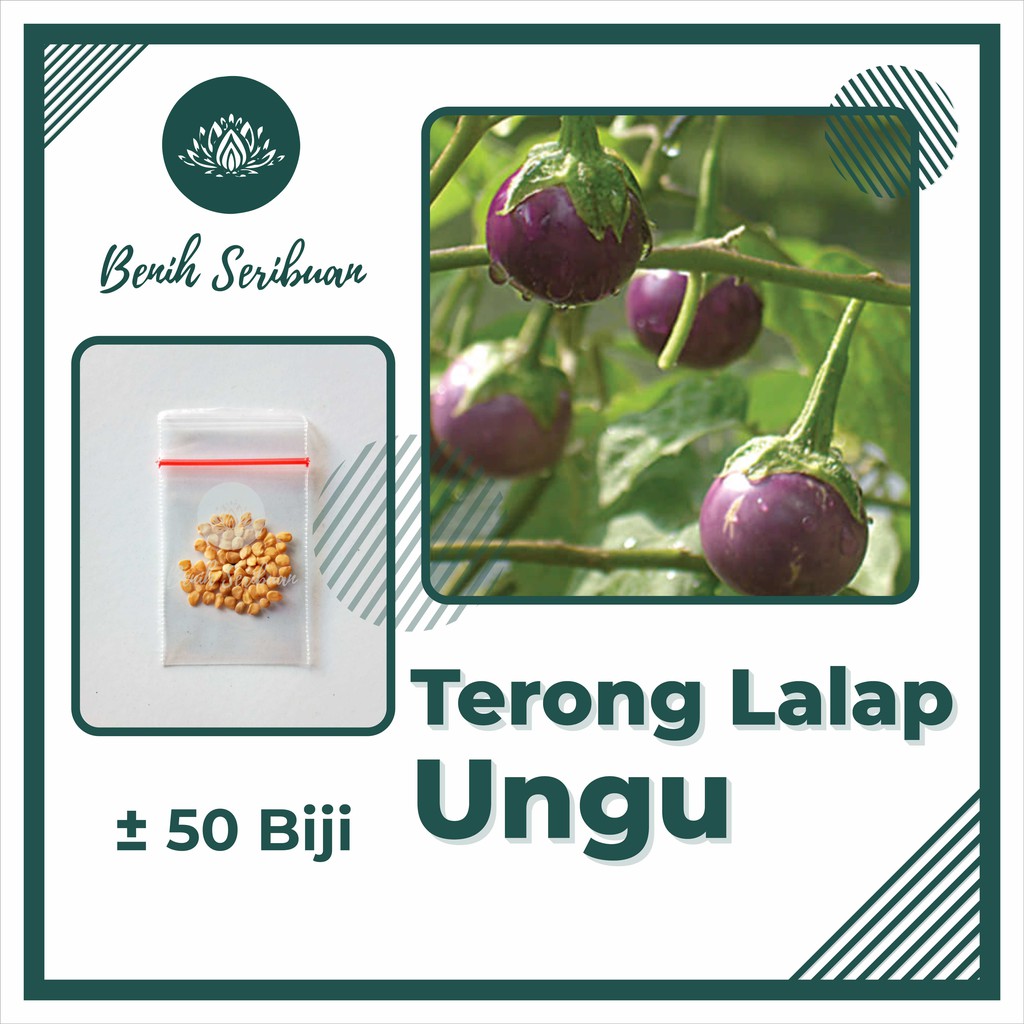 Jual 50 Bibit Terong Lalap Ungu Bulat Sriti Benih Sayuran Unggul ...