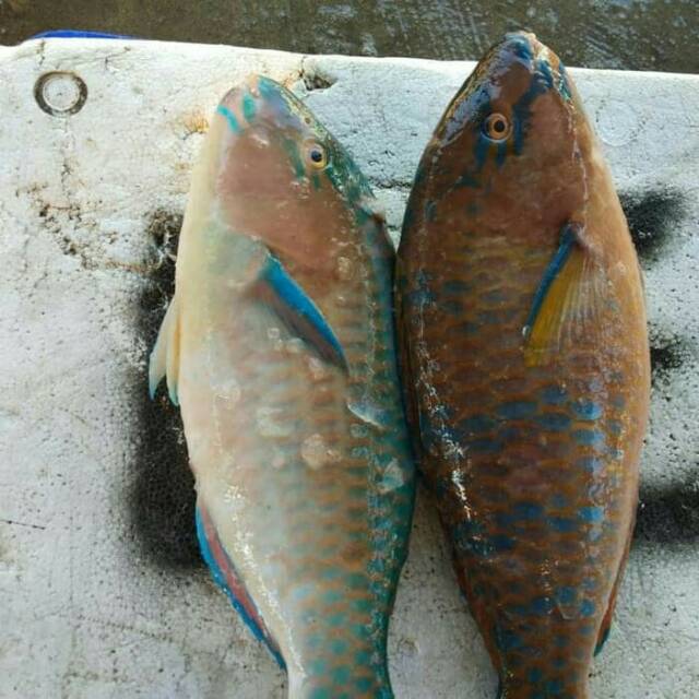 Jual Ikan Kakak Tua Frozen Foss Seafood | Shopee Indonesia