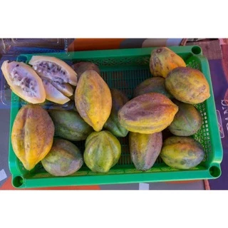 Jual Buah Carica Terlengkap & Harga Terbaru September 2024 | Shopee ...
