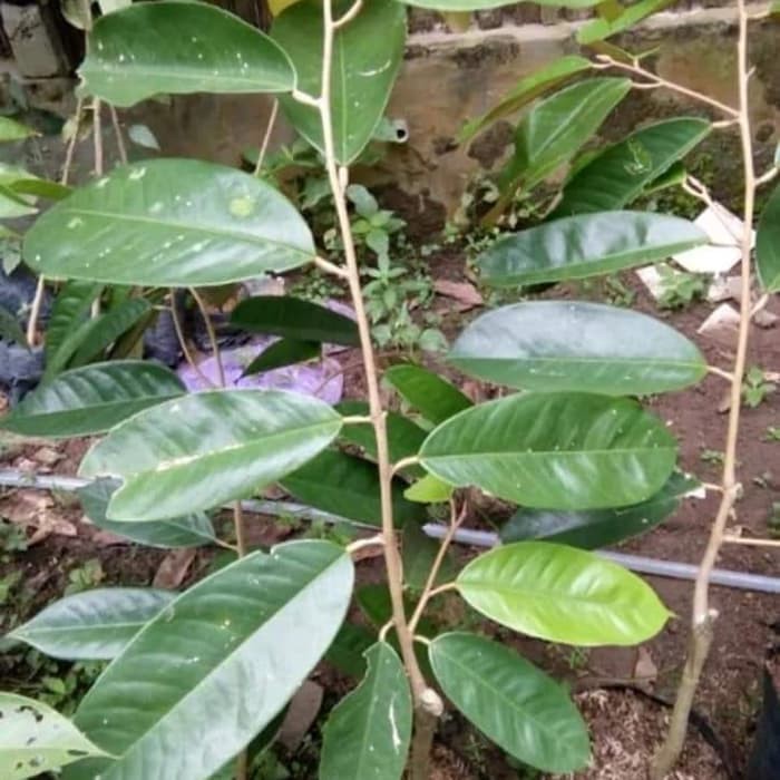 Jual Bibit Durian Super tembaga asli (ORIGINAL) | Shopee Indonesia