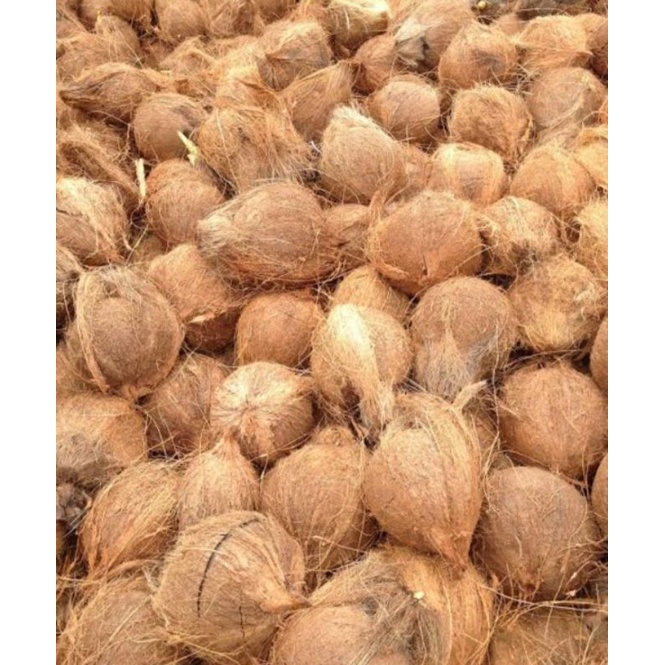 Jual kelapa polmas kupas jambul | Shopee Indonesia Jual kelapa polmas kupas jambul | Shopee Indonesia
