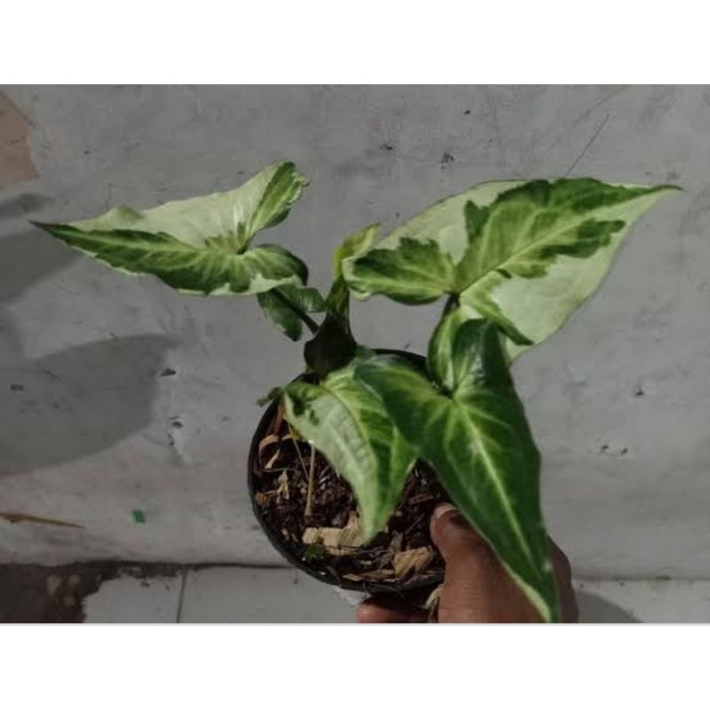 Jual Tanaman Hias Syngonium Tree King/Magic Marble. | Shopee Indonesia