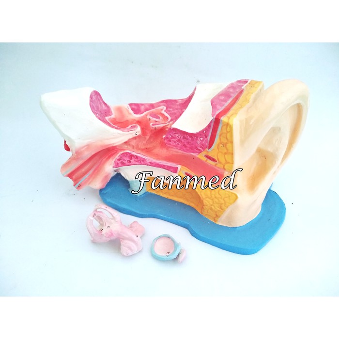 Jual Manekin / Torso Kerangka Anatomi Manusia Model Telinga | Shopee ...