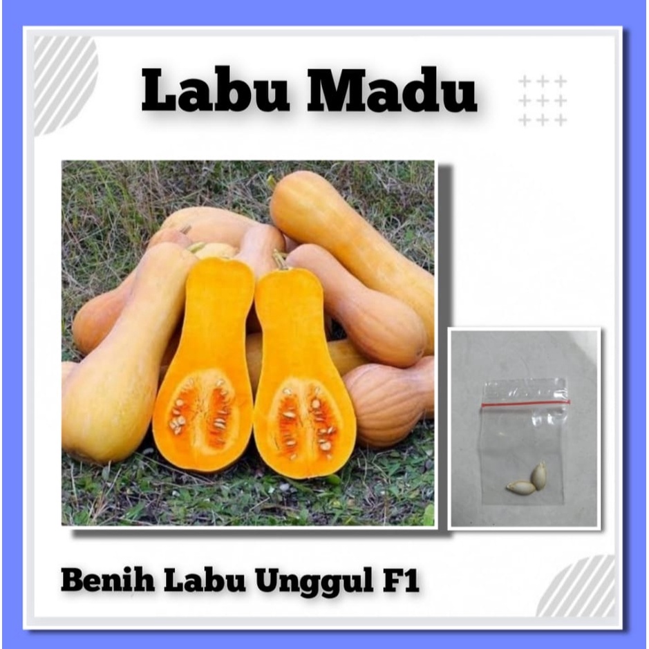 Jual Benih Labu Madu F1 Bibit Tanaman Buah Hybrida Unggul | Shopee ...