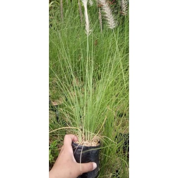 Jual RUMPUT EKOR KUDA | Shopee Indonesia