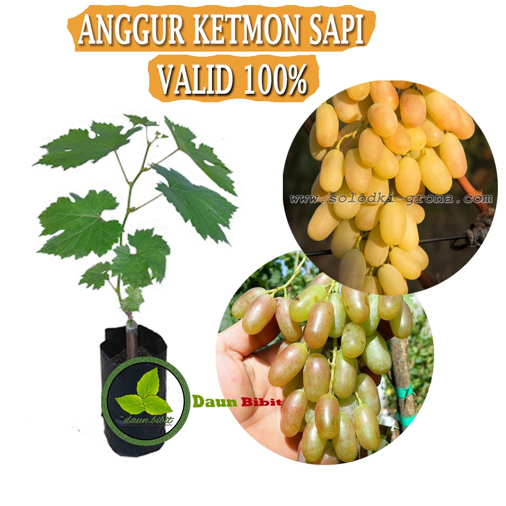 Jual Bibit Anggur Ketmon Sapi | Shopee Indonesia