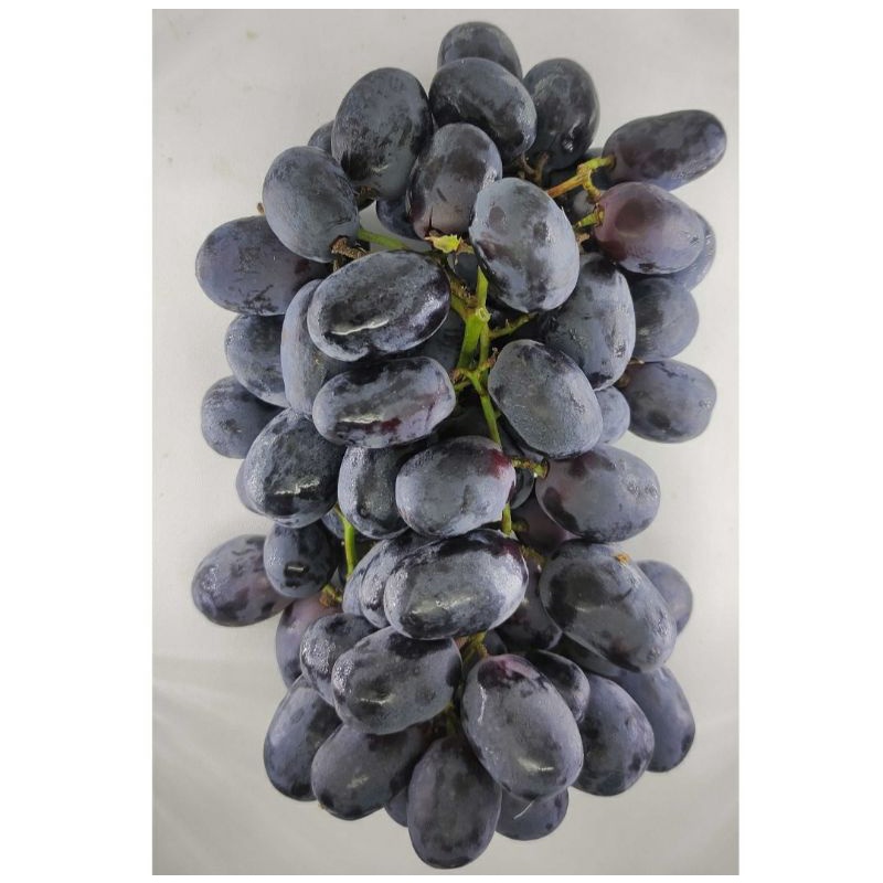Jual Anggur Autumn royal RRC | 1 kg | Shopee Indonesia