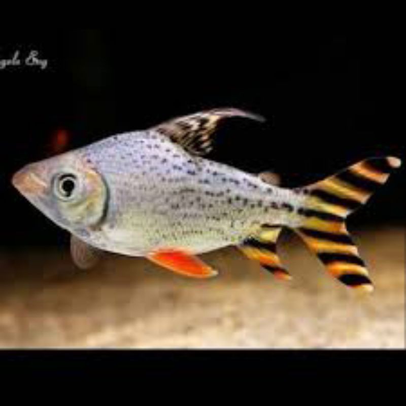 Jual ikan hias yellow feifeng /yff ikan hias airtawar thankmate arwana ...