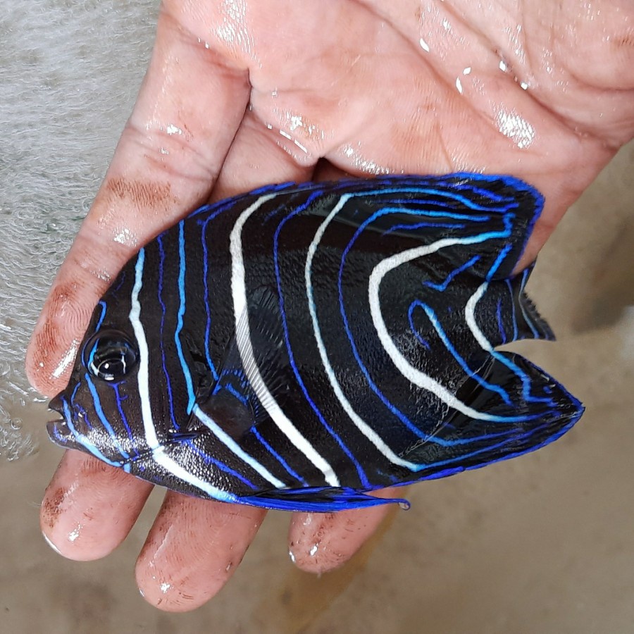 Jual Ikan Laut Hias Angel Bluestone Koran | Shopee Indonesia