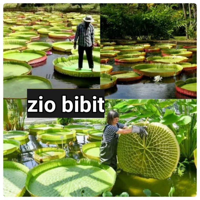 Jual Biji Benih teratai raksasa f1 import / victoria amazonica F1 ...