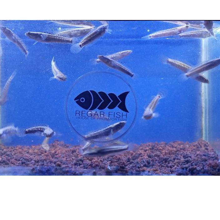 Jual Beli Segera channa blue pulcra (pulcra blue) chana blue pulcra ... Jual Beli Segera channa blue pulcra (pulcra blue) chana blue pulcra ...