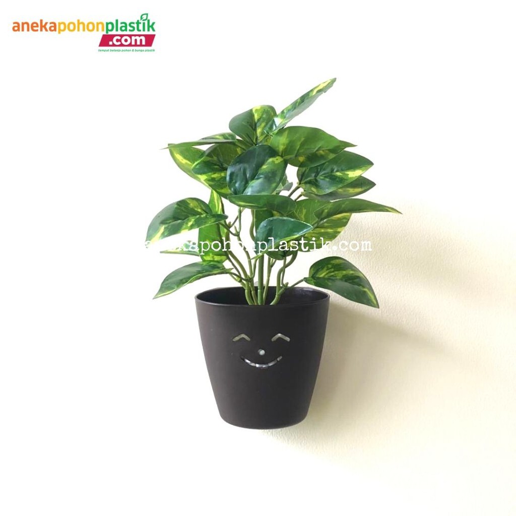 Jual Pohon Daun Sri Gading Semi Latex Pot Gantung Smiley Tanaman ...