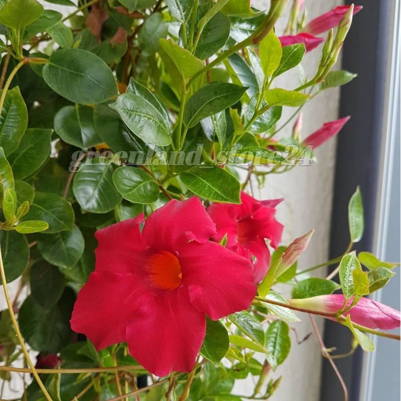 Jual tanaman bunga rambat mandevilla bunga merah - mandevilla - tanaman ...