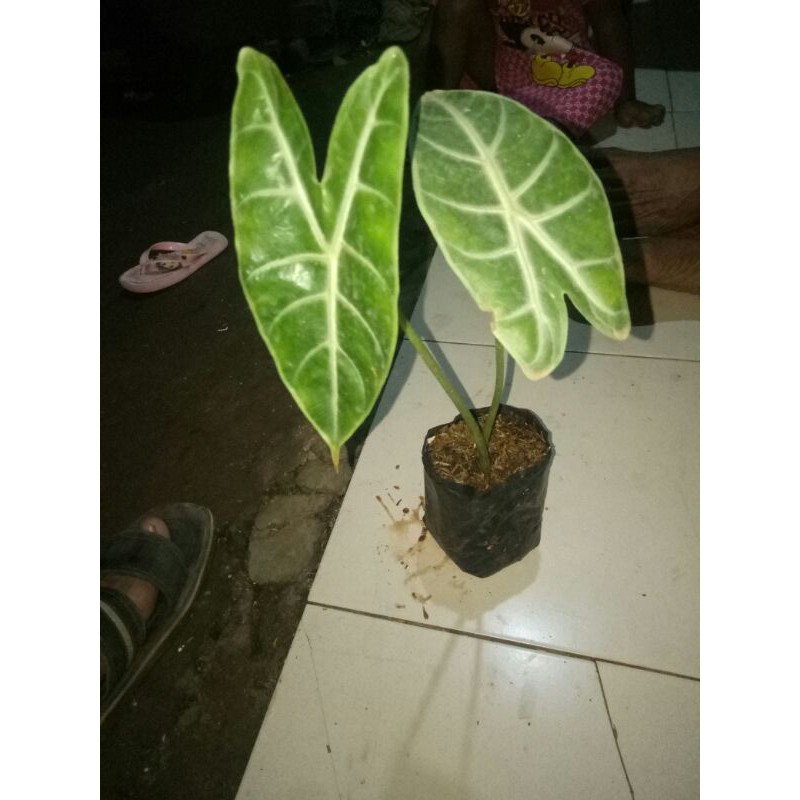 Jual tanaman hias kladi neon-pohon kladi neon-tanaman hias keladi neon ...