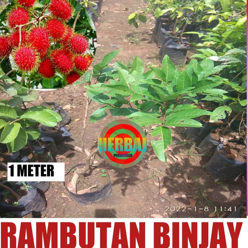 Jual BIBIT BUAH RAMBUTAN BINJAY 1 METER // RAMBUTAN BINJAI | Shopee ...