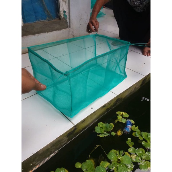 Jual keramba ikan 50x25x25 kerambah mini kecil hapa cupang anak ikan ...