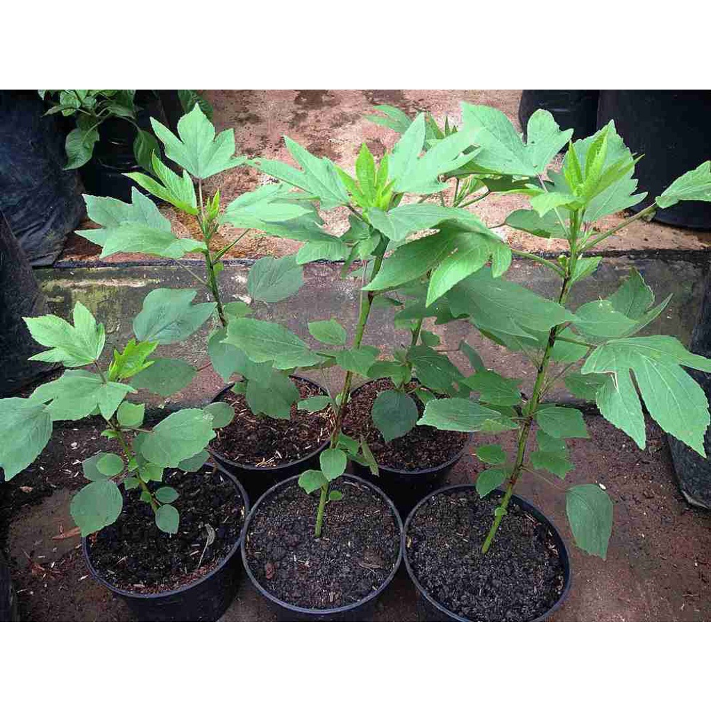 Jual Bibit Tanaman Rosella Merah Bibit Tanaman Bunga Rosela Merah Pohon ...