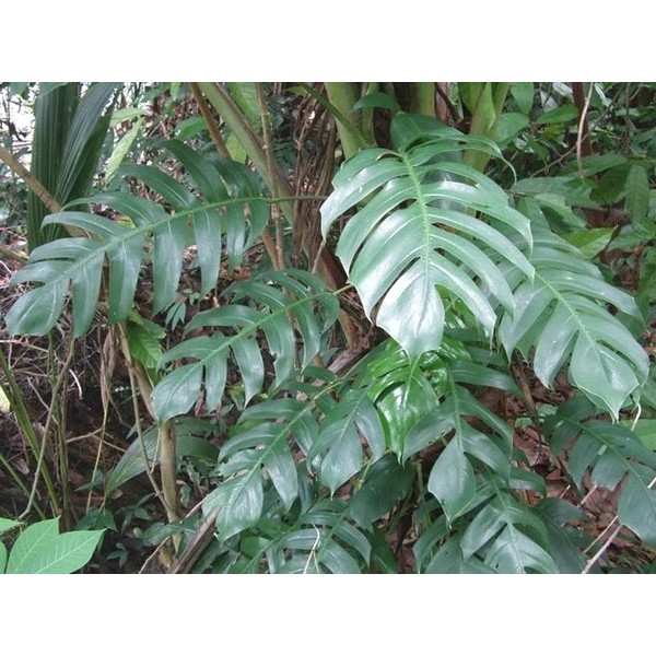 Jual Daun Ekor Naga Epipremnum pinnatum ( Dragon Tail ) 100 Gram ...