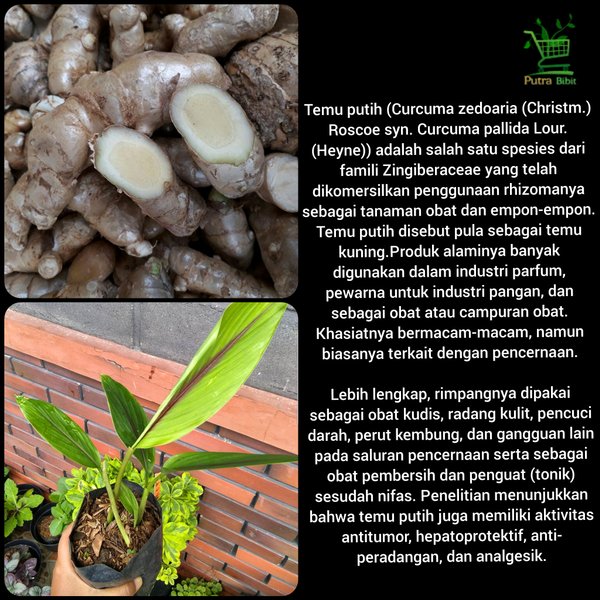 Jual Bibit tanaman temu putih Curcuma Zedoaria-pohon temu putih Curcuma ...
