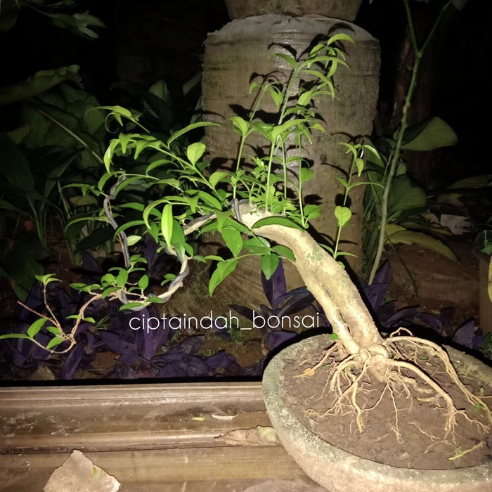 Jual Bonsai anting putri mikro | batang bahan bonsai mini | tanaman ...