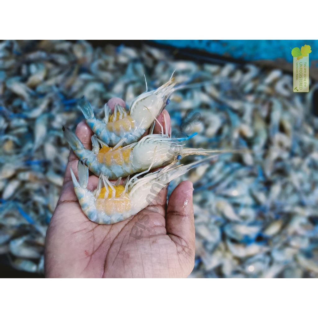 Jual Udang Galah Segar Udang Gala 1Kg Fresh Seafood Shrimp | Shopee ...