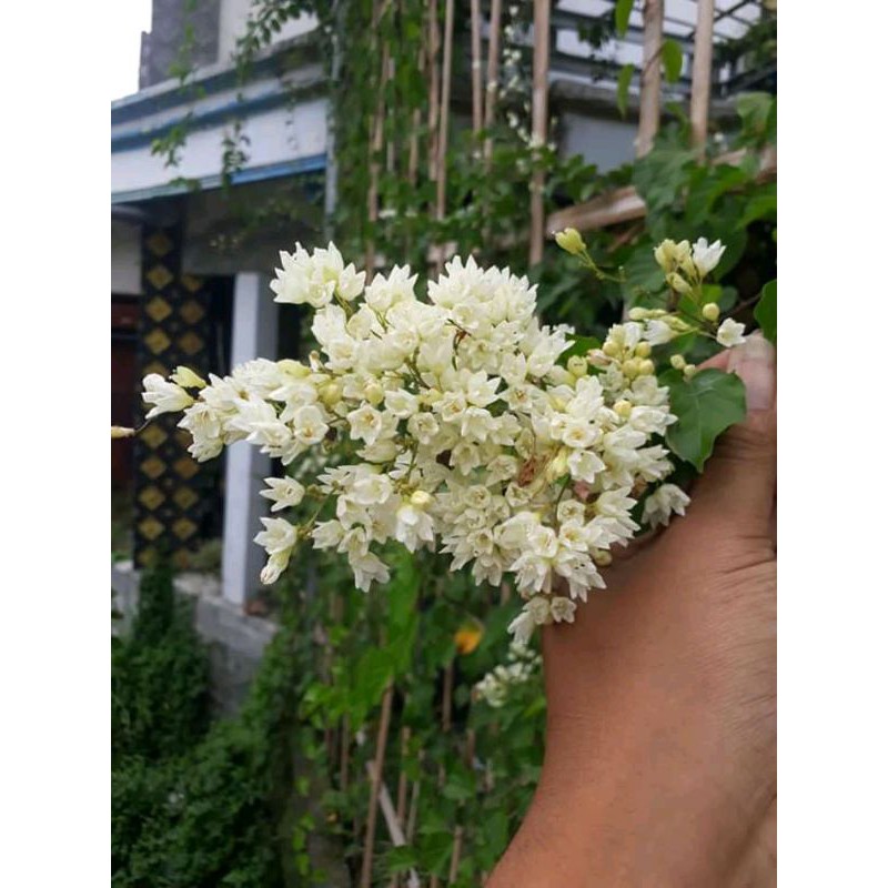 Jual bibit bunga porana ukuran 1 meter(dewasa) | Shopee Indonesia