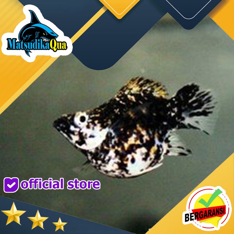 Jual Ikan Hias Molly Moli Marble Balon Aquarium Aquascape Air Tawar ...