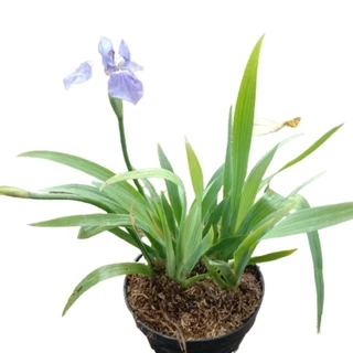 Jual Bunga Iris Terlengkap & Harga Terbaru Juli 2024 | Shopee Indonesia