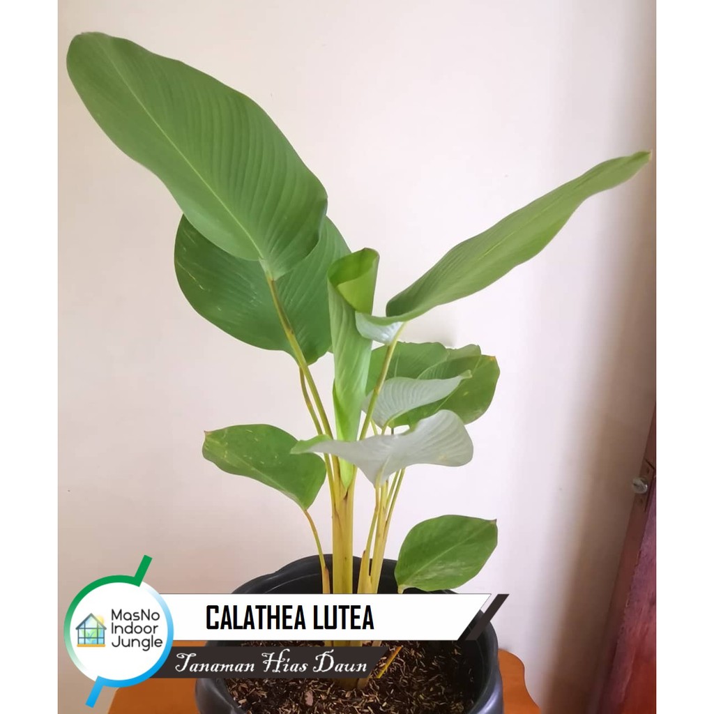 Jual Tanaman Hias Daun Calathea Lutea Tanaman Indoor Calathea Pisang