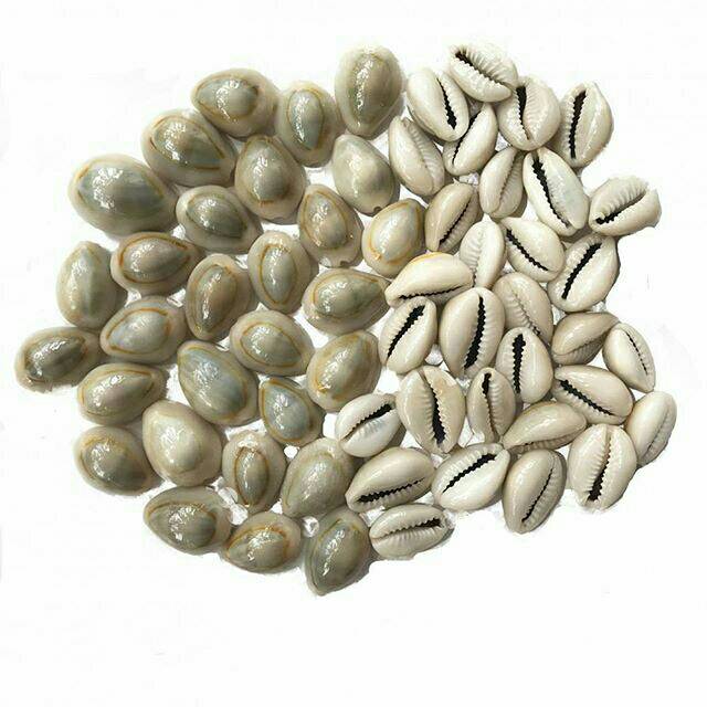 Jual MAINAN SENSORY PLAY ANAK NATURAL DAKON SHELLS KERANG BIJI CONGKLAK ...
