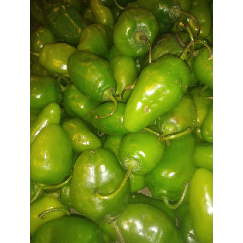 Jual Cabe bendot segar / sayuran murah berkualitas/ 250 gram | Shopee ...